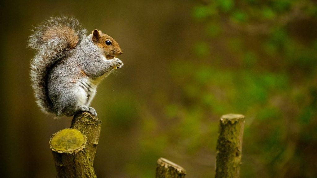 Peanut the Squirrel Owner Vows to Sue Exchanges for Alleged PNUT ...